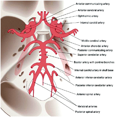 The cerebrum II - RME
